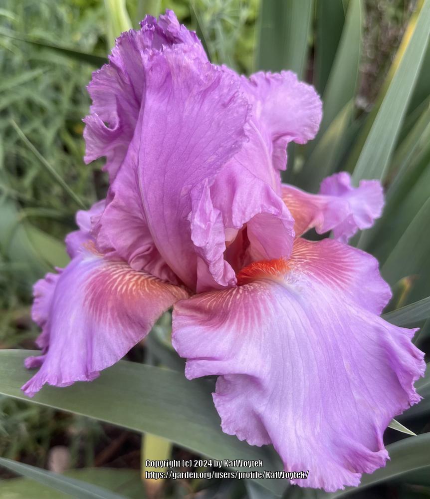 Photo of the bloom of Tall Bearded Iris (Iris 'Persian Berry') posted ...