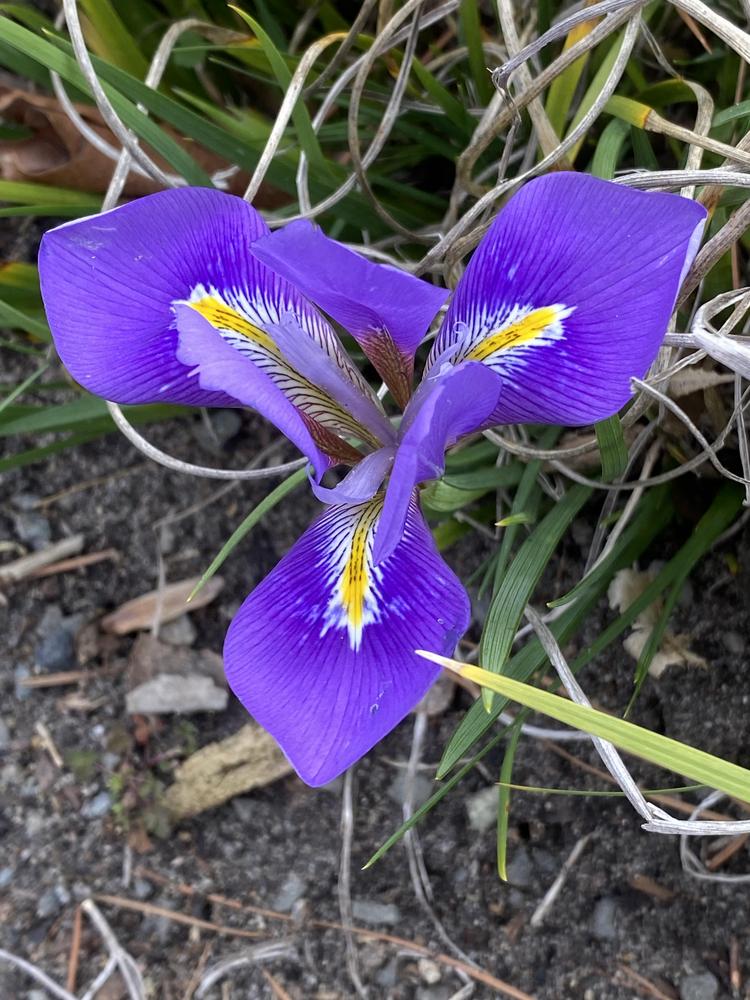 Photo of the bloom of Species Iris (Iris unguicularis var. angustifolia ...