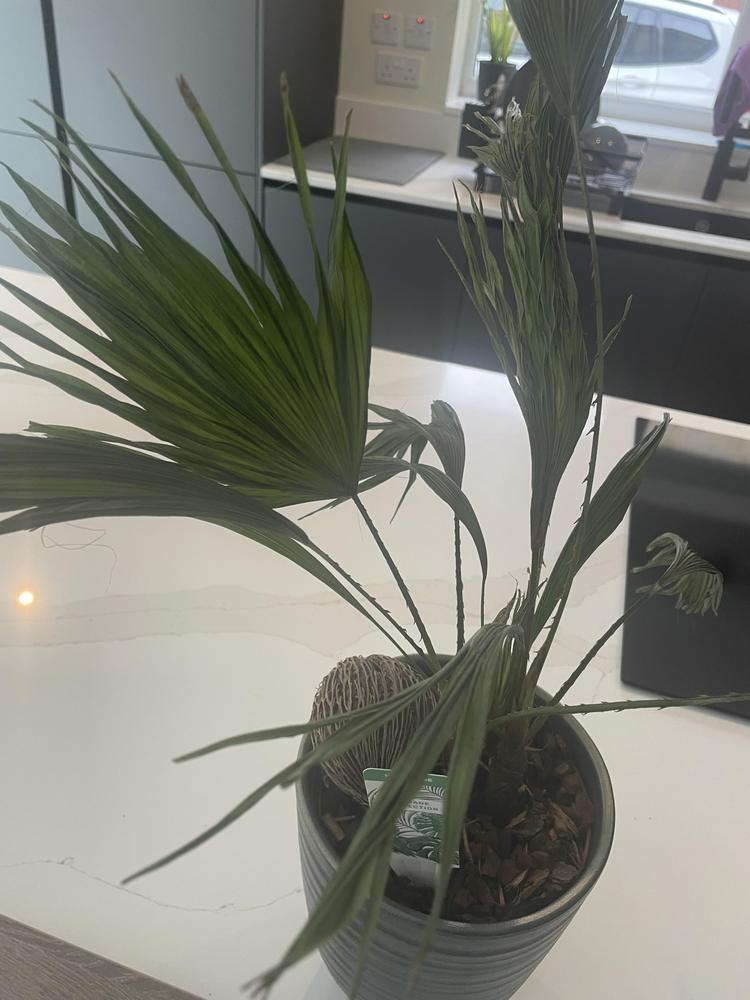 Have I ruined this plant? in the Ask a Question forum - Garden.org