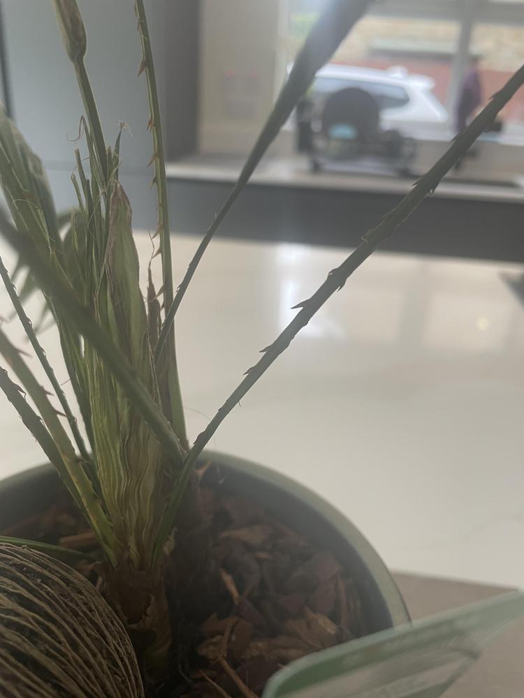 Have I ruined this plant? in the Ask a Question forum - Garden.org