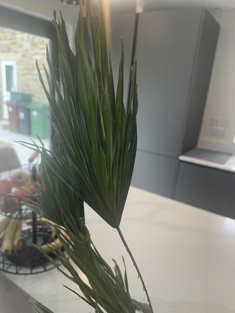 Have I ruined this plant? in the Ask a Question forum - Garden.org