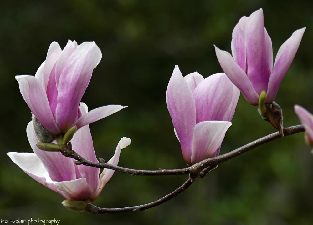 Photo of the bloom of Saucer Magnolia (Magnolia x soulangeana ...
