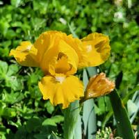 Standard Dwarf Bearded Iris (Iris 'Cache of Gold') in the Irises ...