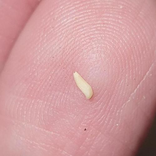 Blue Bells (Eremophila hygrophana) - Garden.org