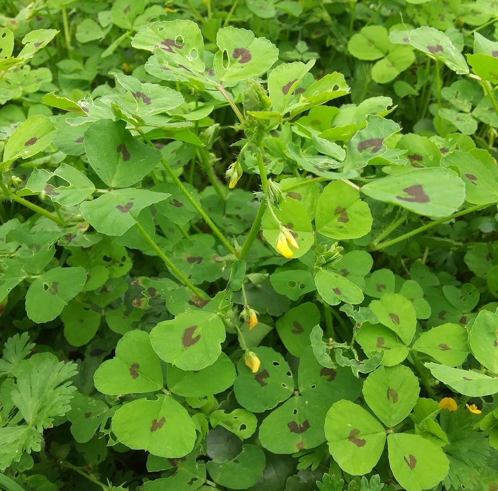 Photo of the stem, scape, stalk or bark of Spotted Medick (Medicago ...