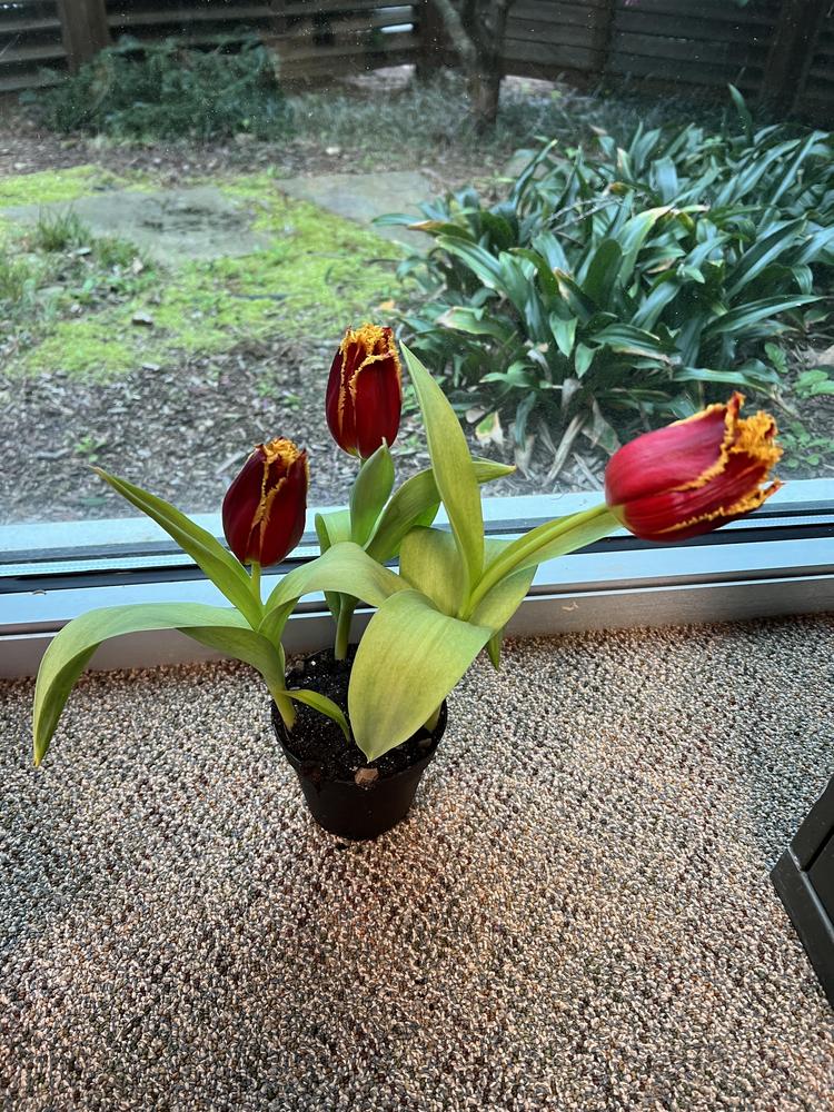 Planted Tulip Probs in the Ask a Question forum - Garden.org
