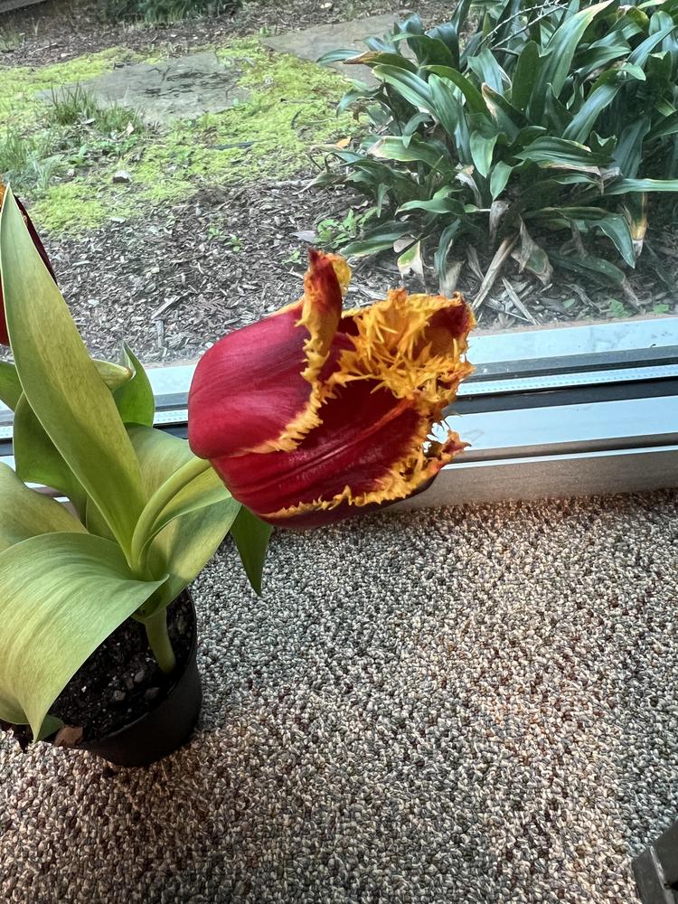 Planted Tulip Probs in the Ask a Question forum - Garden.org