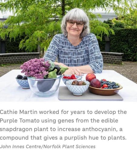 Worlds first GMO tomato? SURE! in the All Things Gardening forum ...