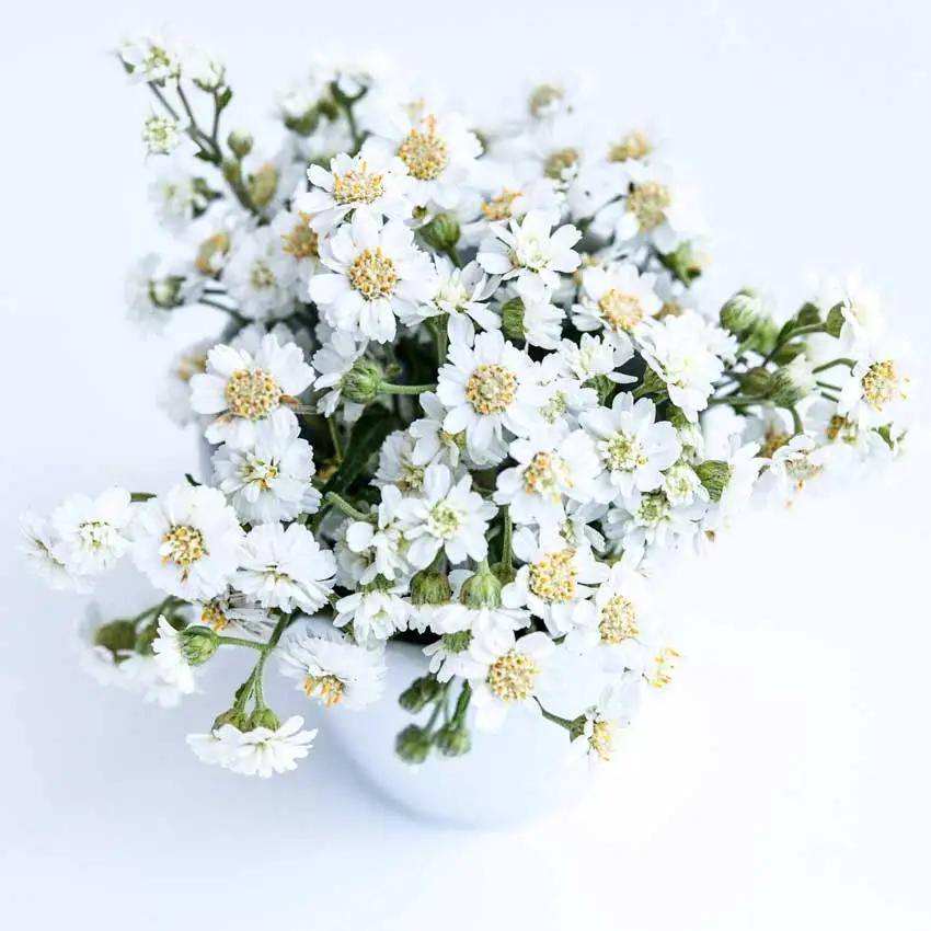 Photo of the bloom of Pearl Yarrow (Achillea ptarmica 'Double Diamond ...