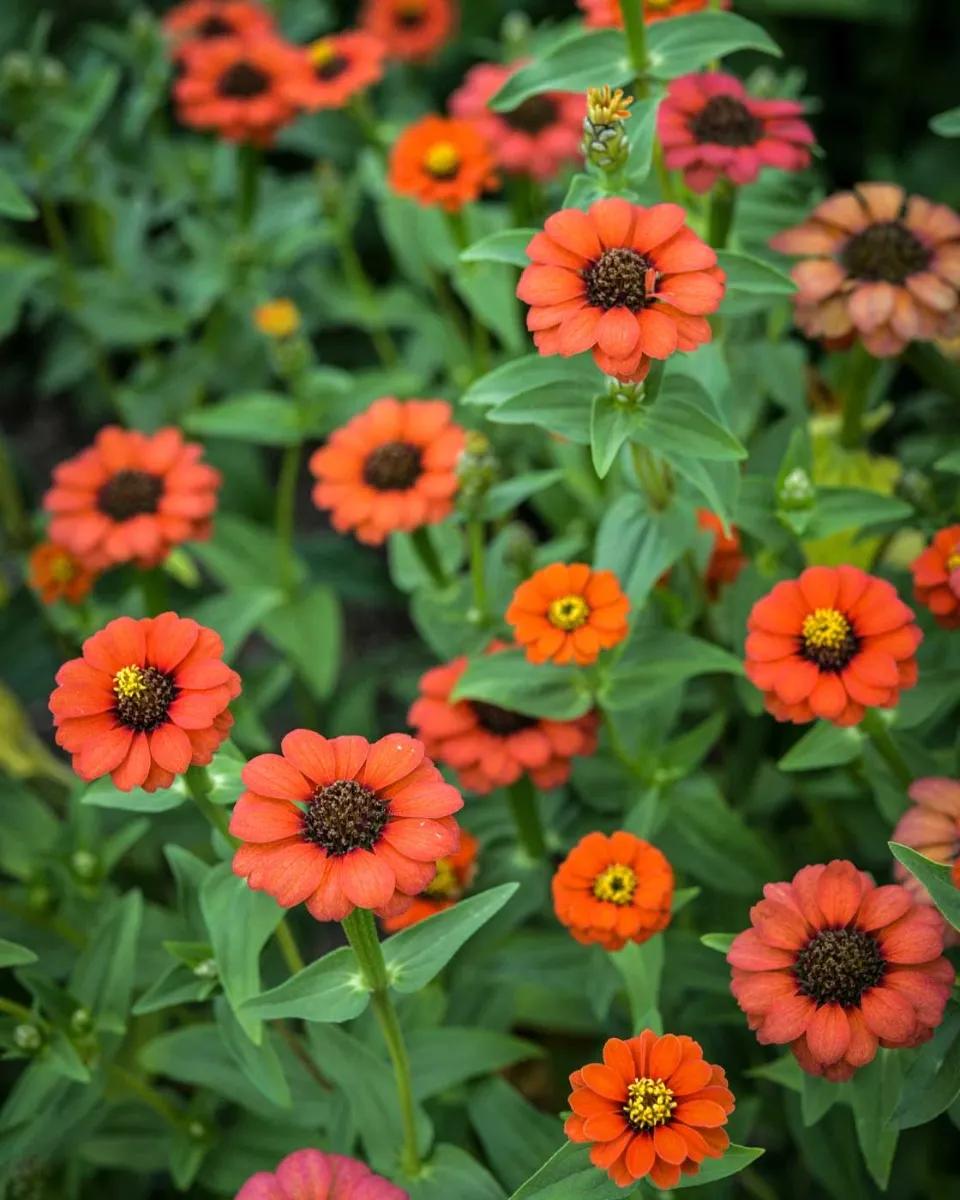 Photo of the entire plant of Peruvian Zinnia (Zinnia peruviana) posted ...