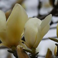 Photo of the bloom of Magnolia 'Goldfinch' posted by drirastucker ...