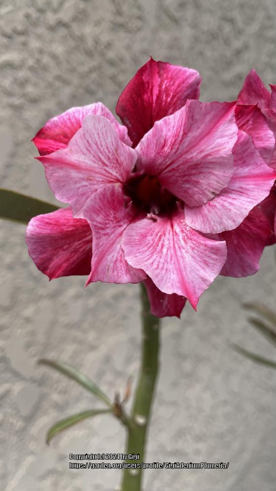 Photo of the bloom of Desert Rose (Adenium 'Sab Sam Boon') posted by ...