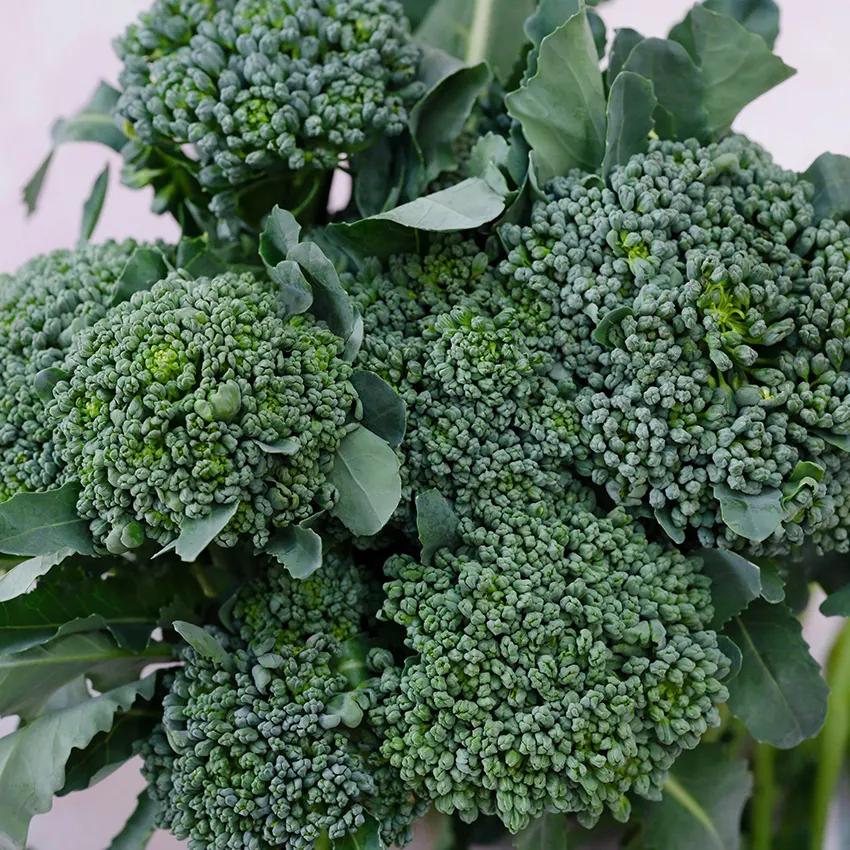 Photo of the closeup of buds, sepals and receptacles of Broccoli ...
