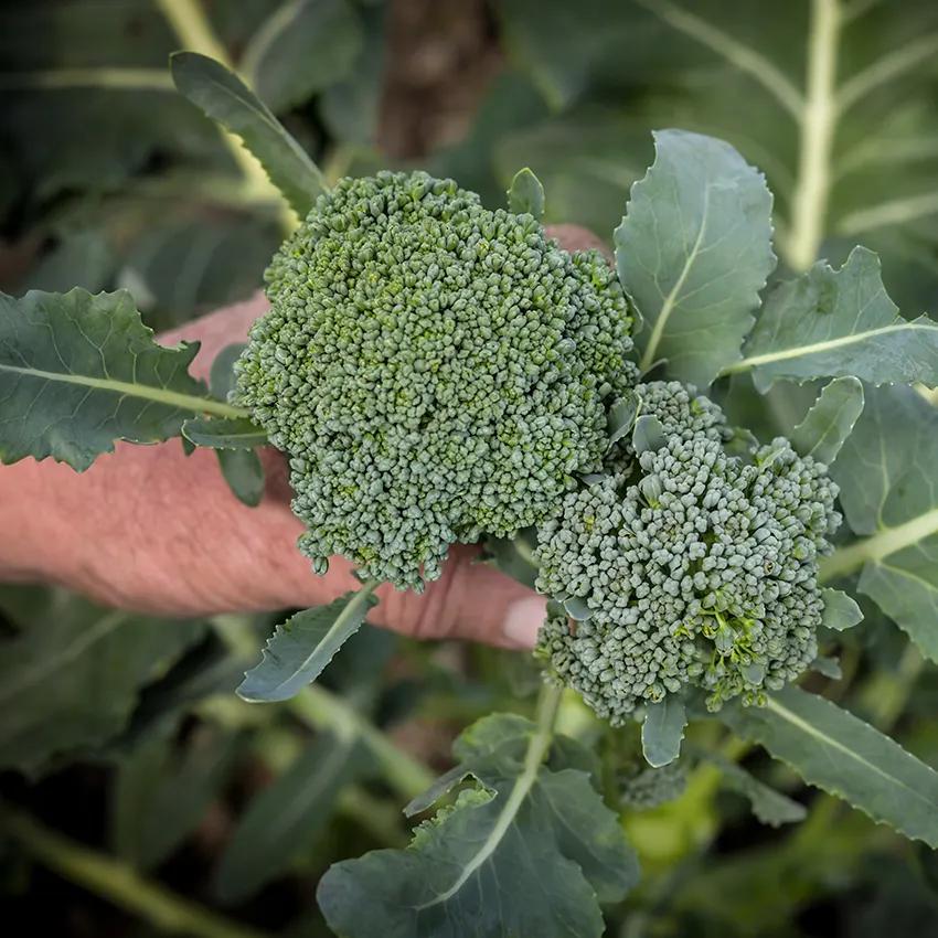 Photo of the entire plant of Broccoli (Brassica oleracea 'Waltham 29 ...