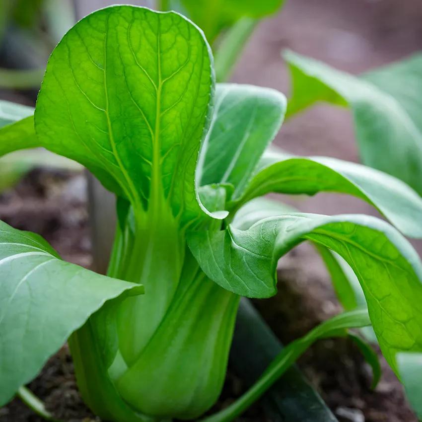 Photo of the leaves of Bok Choy (Brassica rapa subsp. chinensis 'Suzhou ...