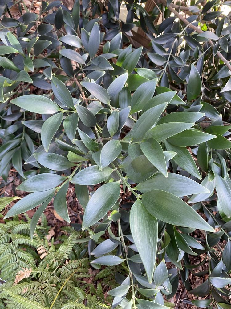 Photo of the leaves of Broadleaf Podocarpus (Nageia nagi) posted by SL ...