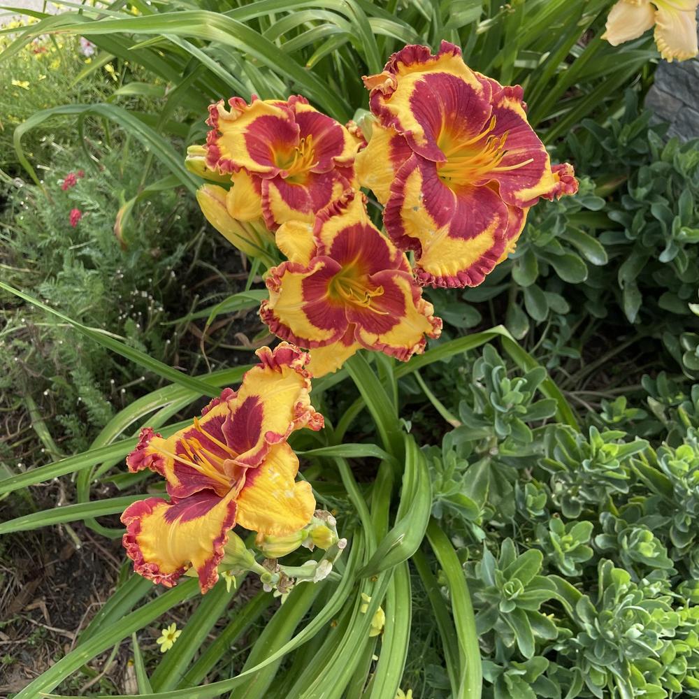 Photo of the entire plant of Daylily (Hemerocallis 'John Bassilli') posted by DaveM0123 - Garden.org