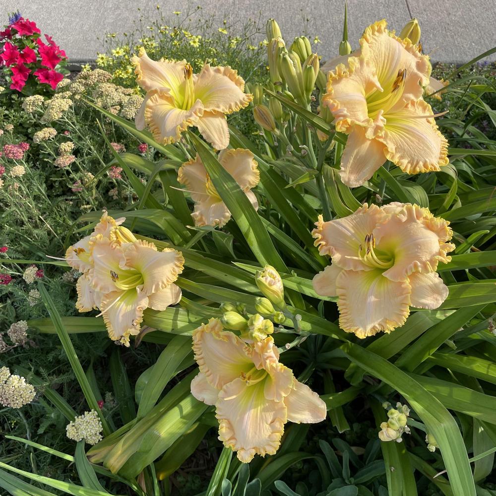 Photo of the entire plant of Daylily (Hemerocallis 'Multitude of ...