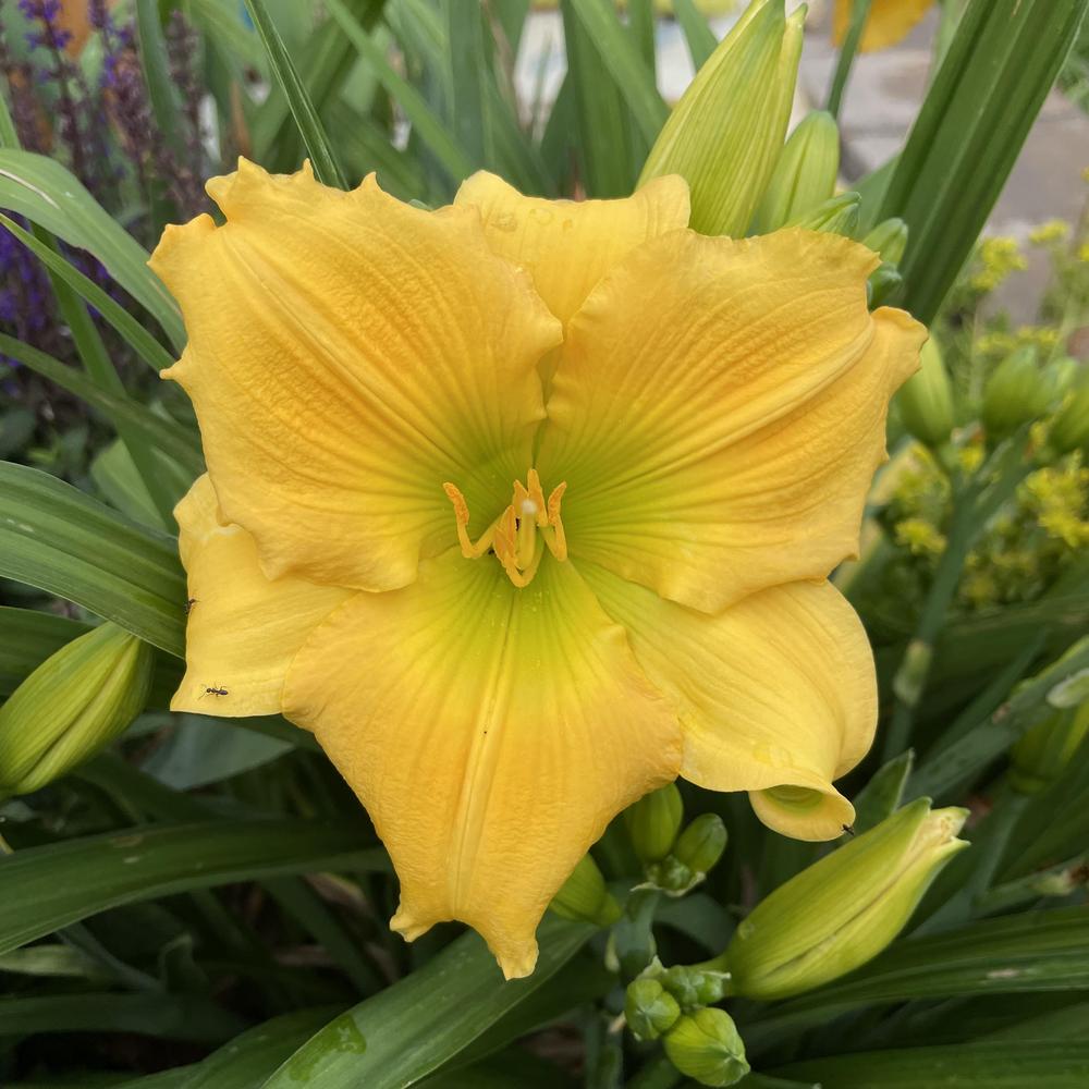 Photo of the bloom of Daylily (Hemerocallis 'Dixie Dew') posted by ...