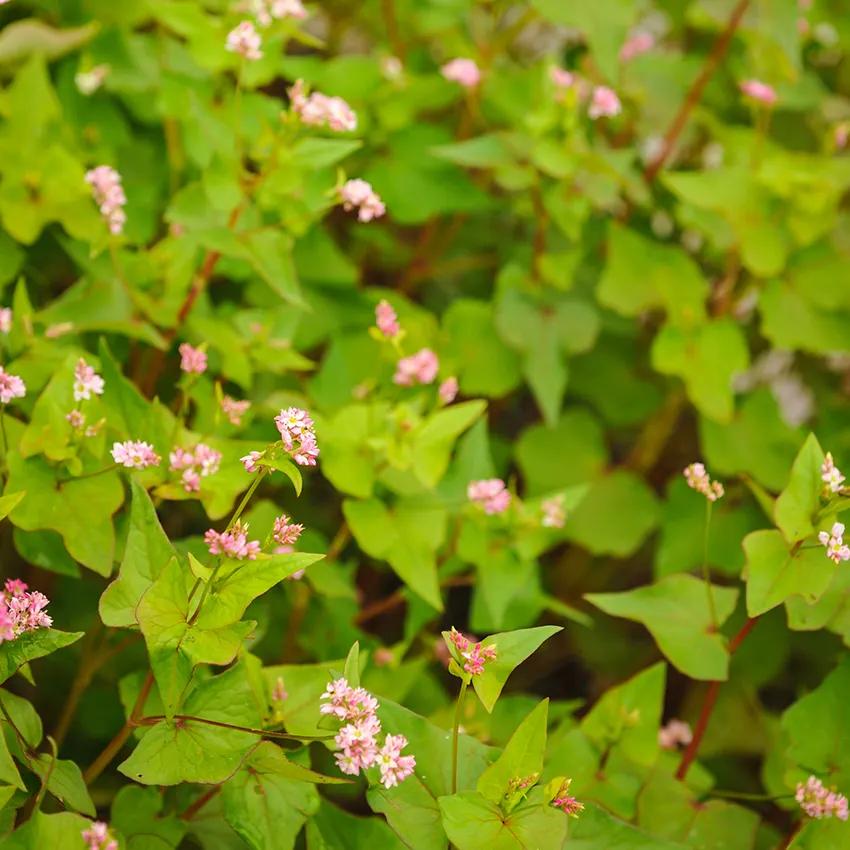 Photo of the entire plant of Common Buckwheat (Fagopyrum esculentum ...