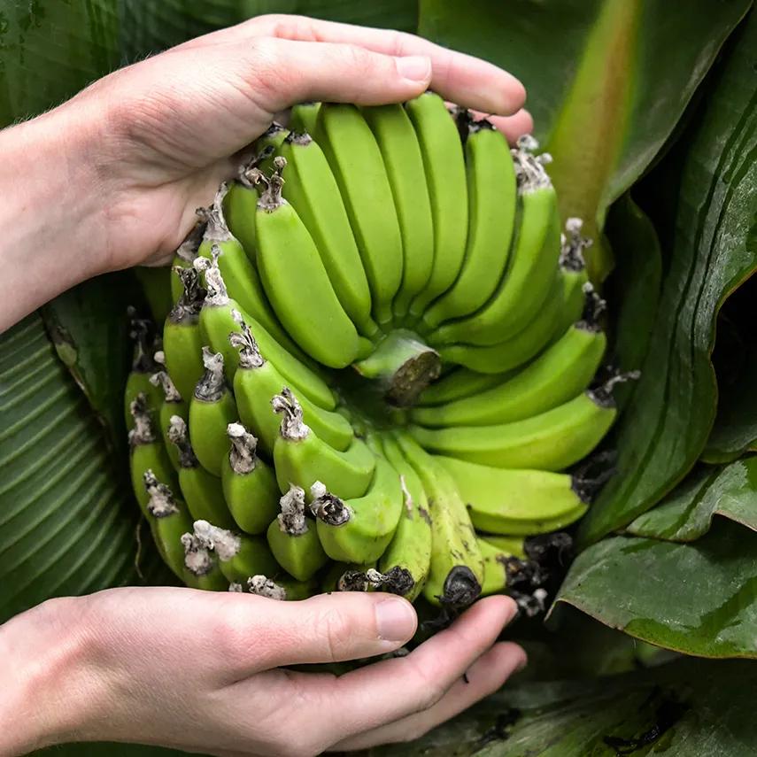Photo of the fruit of Dwarf Banana (Musa 'Truly Tiny') posted by Joy ...