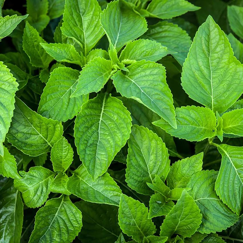 Photo of the leaves of Tree Basil (Ocimum gratissimum) posted by Joy ...