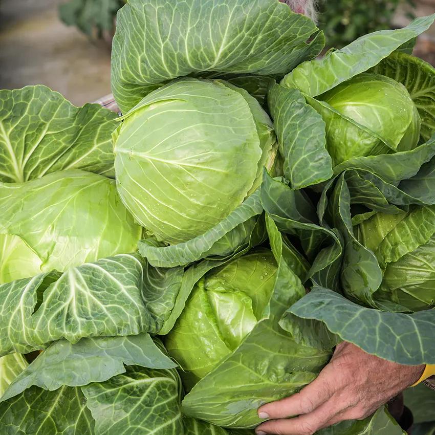 Photo of the leaves of Cabbage (Brassica oleracea var. capitata 'Golden ...