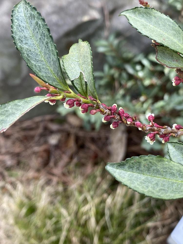 Photo of the leaves of Eurya japonica 'Ginyo Hisakaki' posted by SL ...