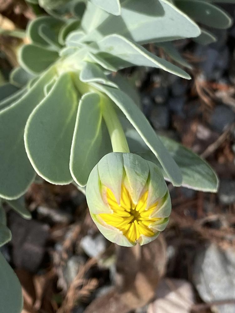 Photo of the closeup of buds, sepals and receptacles of Barbary Ragwort ...