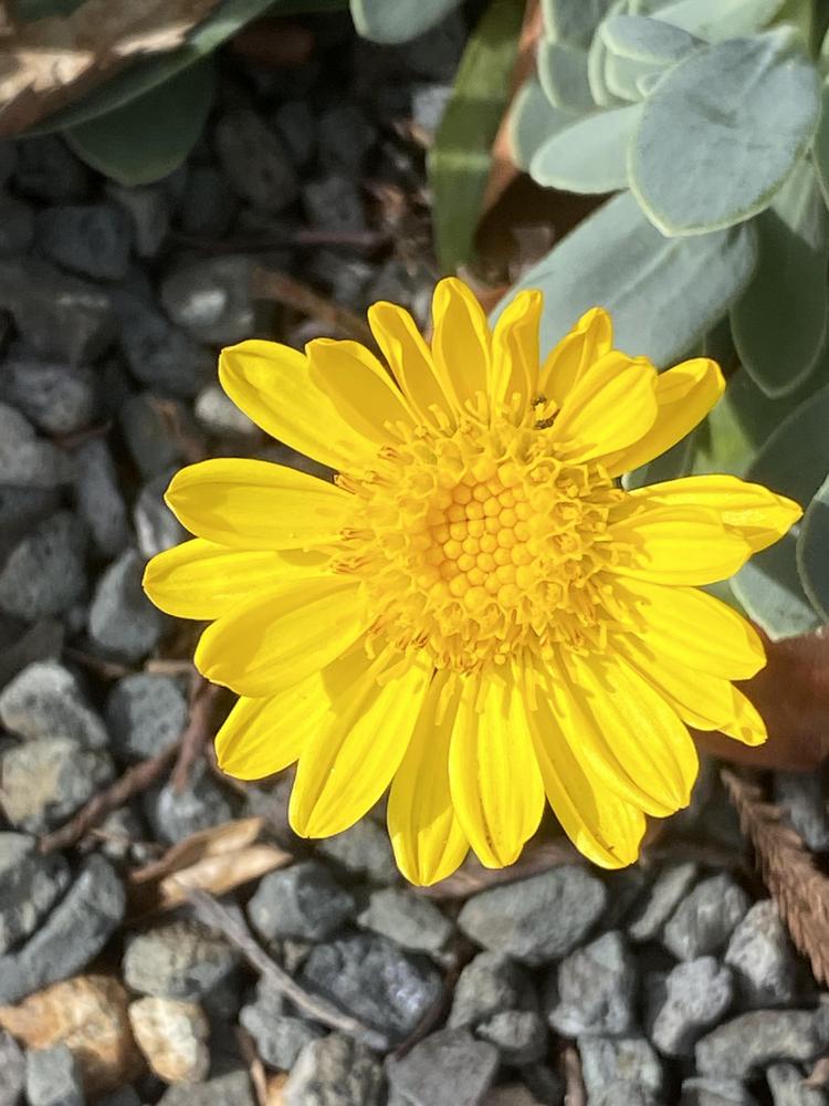 Photo of the bloom of Barbary Ragwort (Hertia cheirifolia) posted by SL ...
