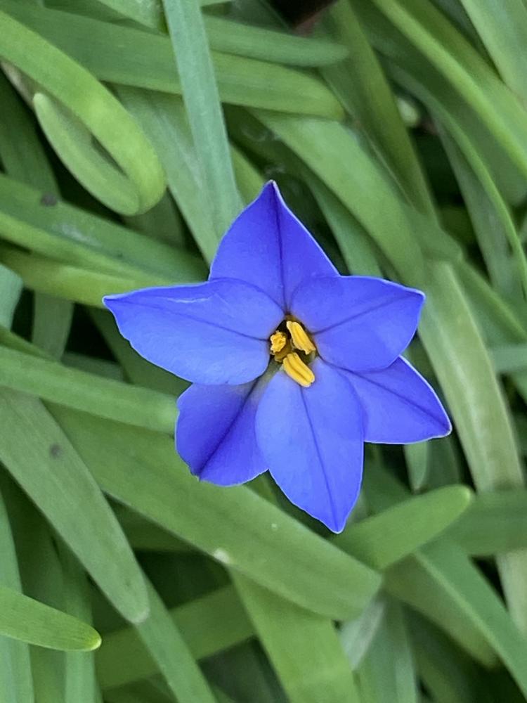 Photo of the bloom of Spring Starflower (Ipheion uniflorum 'Jessie ...