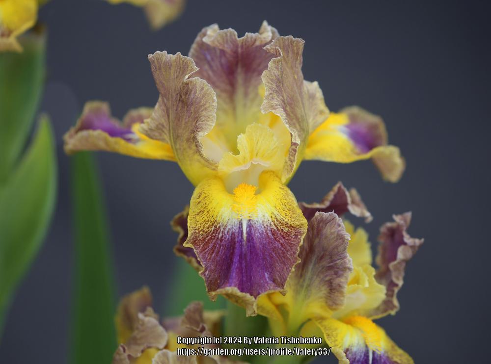 Photo of the bloom of Standard Dwarf Bearded Iris (Iris 'Sun Going Down ...