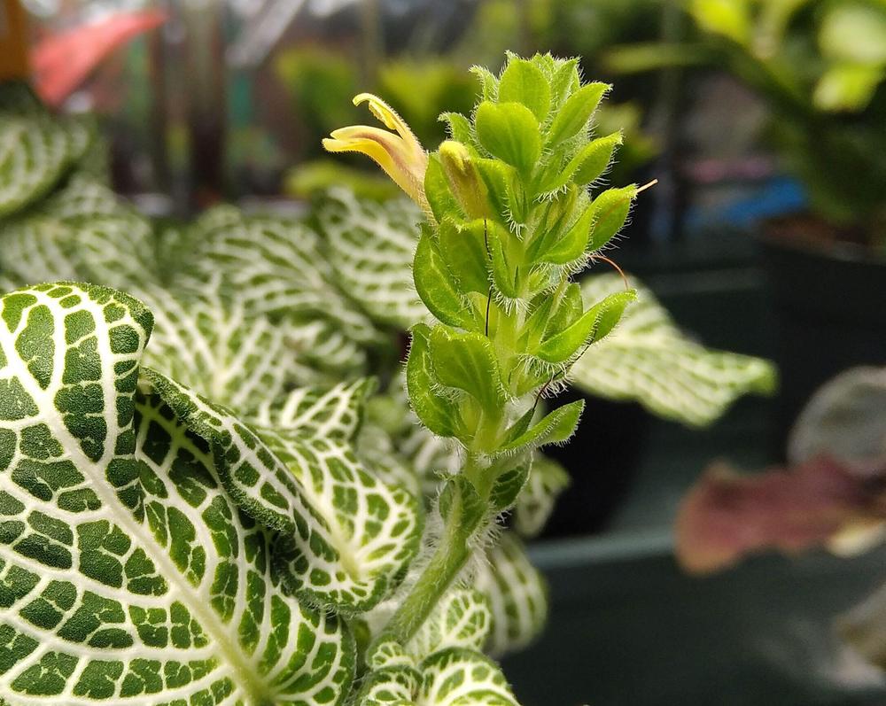 Photo of the bloom of Mosaic Plant (Fittonia albivenis 'Mini White ...