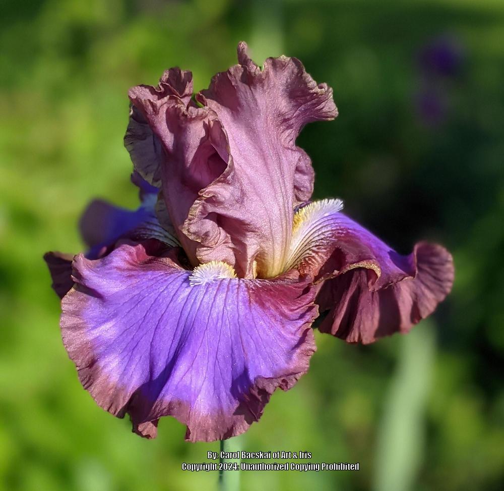 Tall Bearded Iris (Iris 'Molokini') in the Irises Database - Garden.org