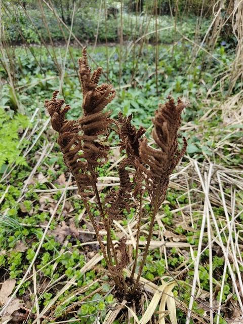 Photo of the bloom of Ostrich Fern (Matteuccia struthiopteris) posted ...