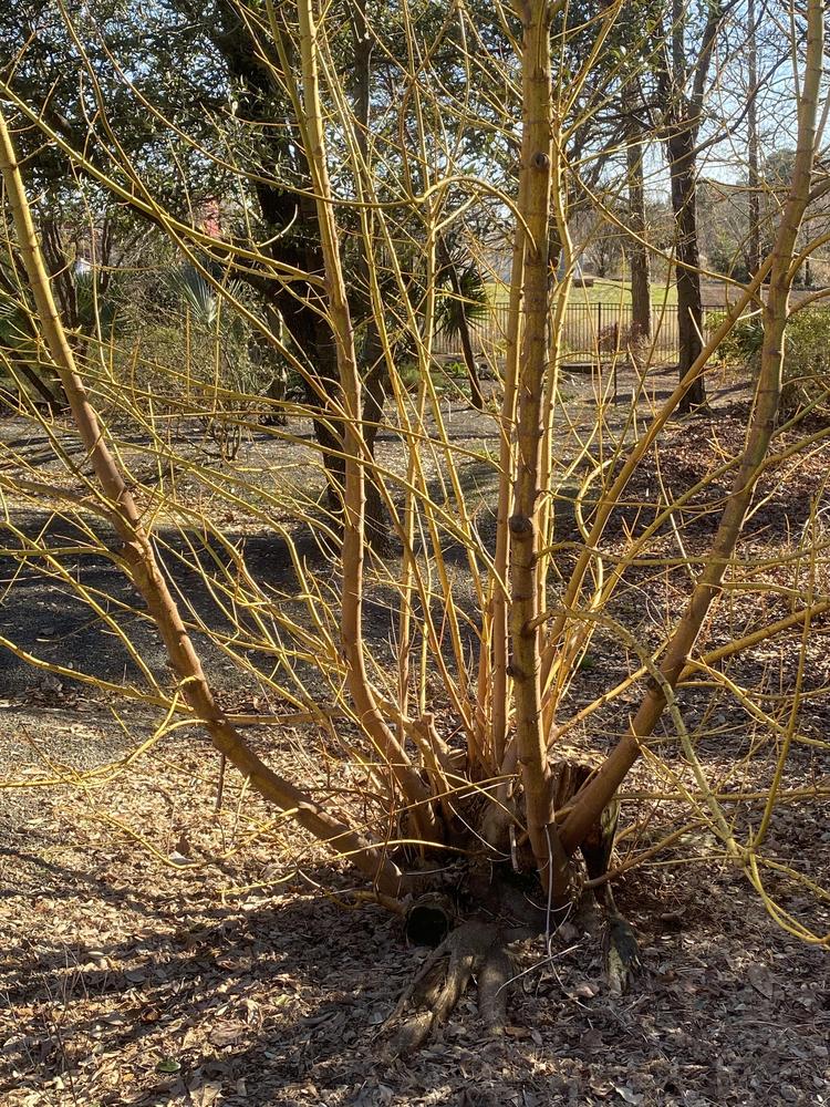 Photo of the winter interest of Boxelder Maple (Acer negundo 'Winter ...