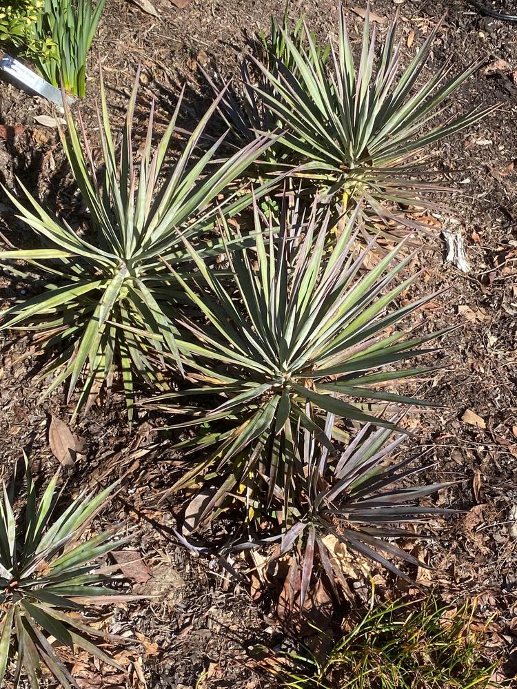 Photo of the entire plant of De Smet's Yucca (Yucca de-smetiana ...