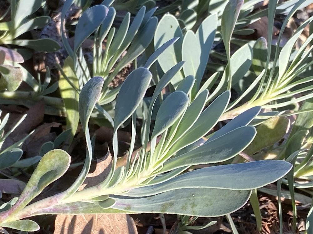 Photo of the leaves of Barbary Ragwort (Hertia cheirifolia) posted by ...