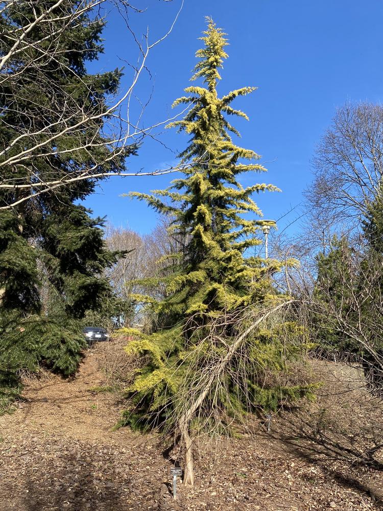 Photo of the entire plant of Cupressus arizonica 'Limelight' posted by ...