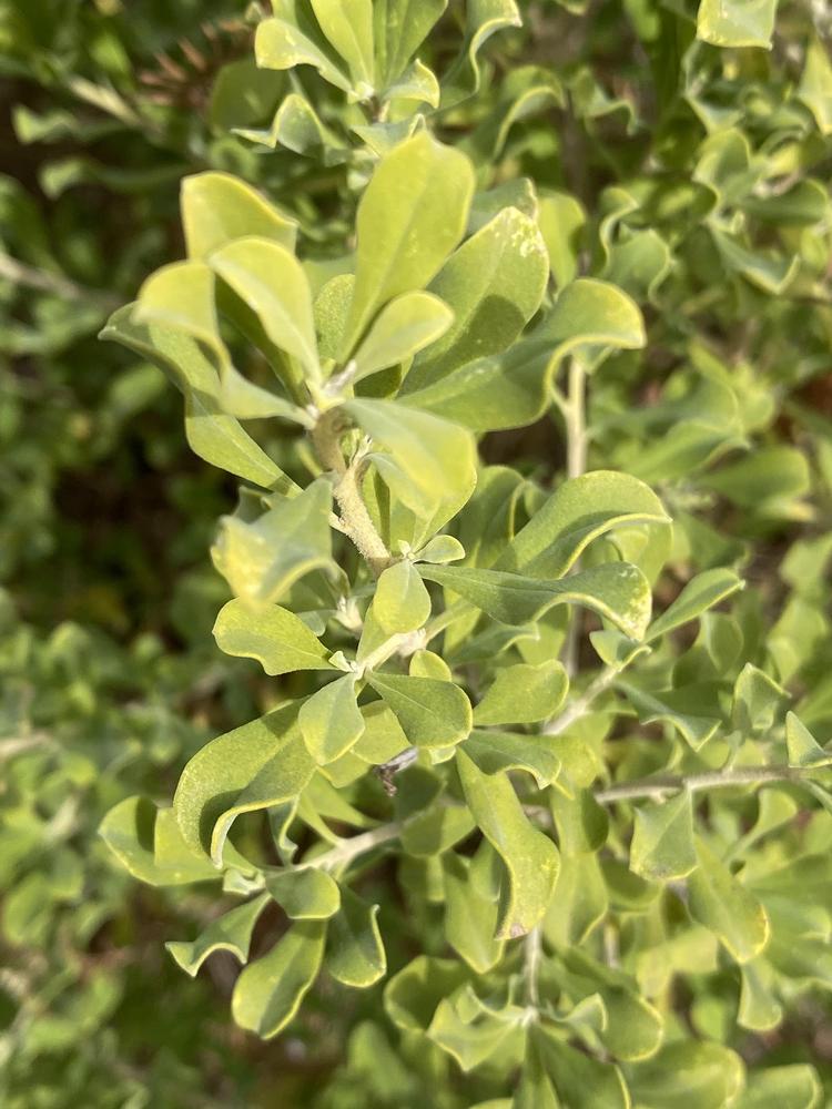 Photo of the leaves of Braue River Sage (Leucophyllum langmaniae ...