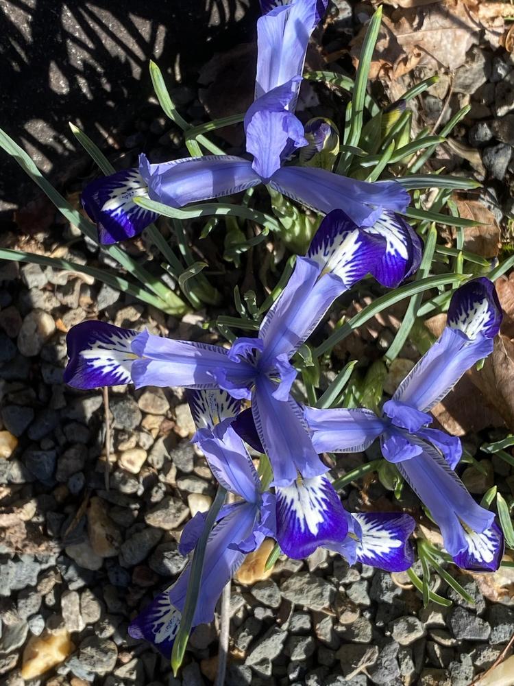 Photo of the bloom of Reticulated Iris (Iris reticulata 'Spring Time ...