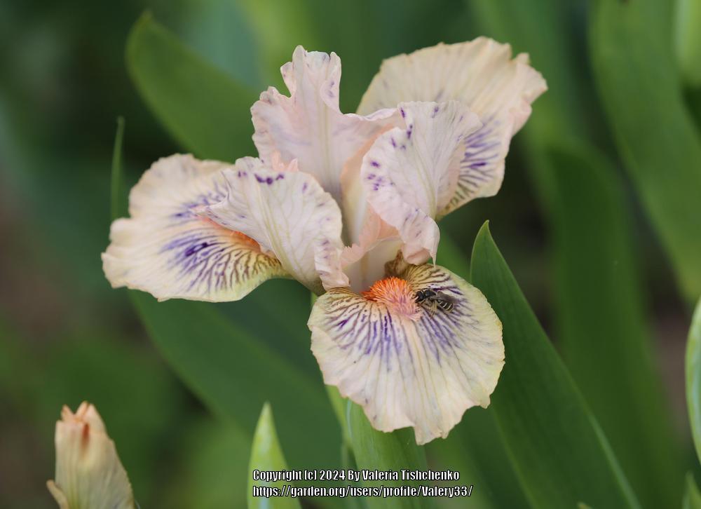 Photo of the bloom of Standard Dwarf Bearded Iris (Iris 'Web of Desire') posted by Valery33 ...