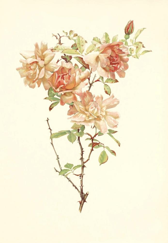 Photo of the documentation of Rose (Rosa 'Fortune's Double Yellow ...