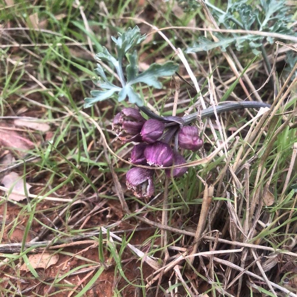 Photo of the bloom of Purplenerve springparsley (Vesper multinervatus ...