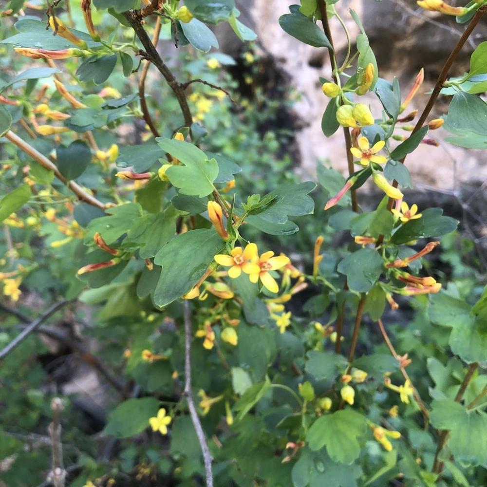 Golden Currant (Ribes aureum) in the Currants and Gooseberries Database ...