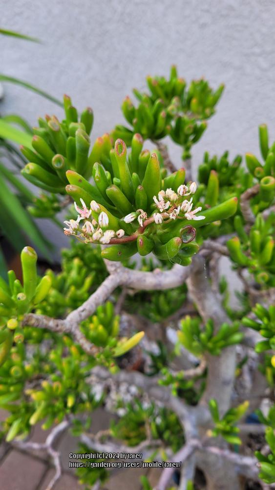 Photo of the closeup of buds, sepals and receptacles of Finger Jade ...
