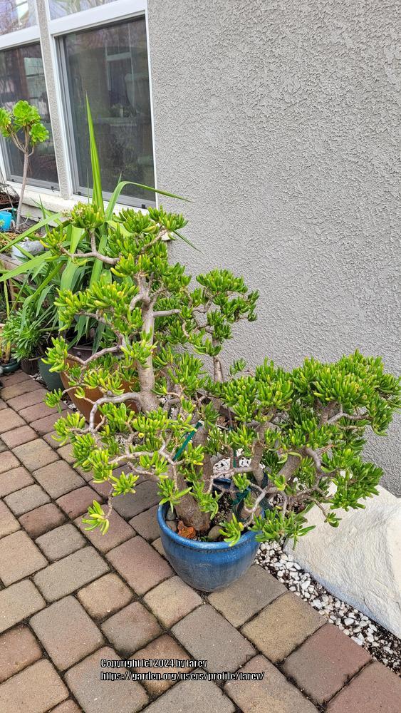 Photo of the entire plant of Finger Jade (Crassula ovata 'Gollum ...