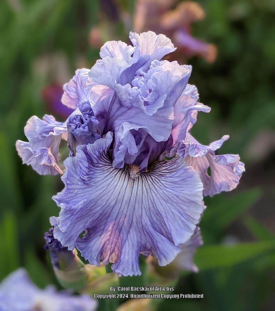 Photo of the bloom of Tall Bearded Iris (Iris 'Ocean Liner') posted by ...