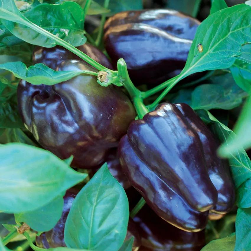 Photo of the entire plant of Bell Pepper (Capsicum annuum 'Purple ...