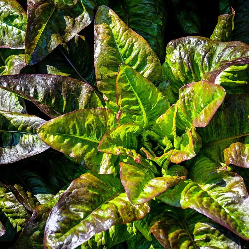 Photo of the entire plant of Lettuce (Lactuca sativa 'Les Oreilles du ...